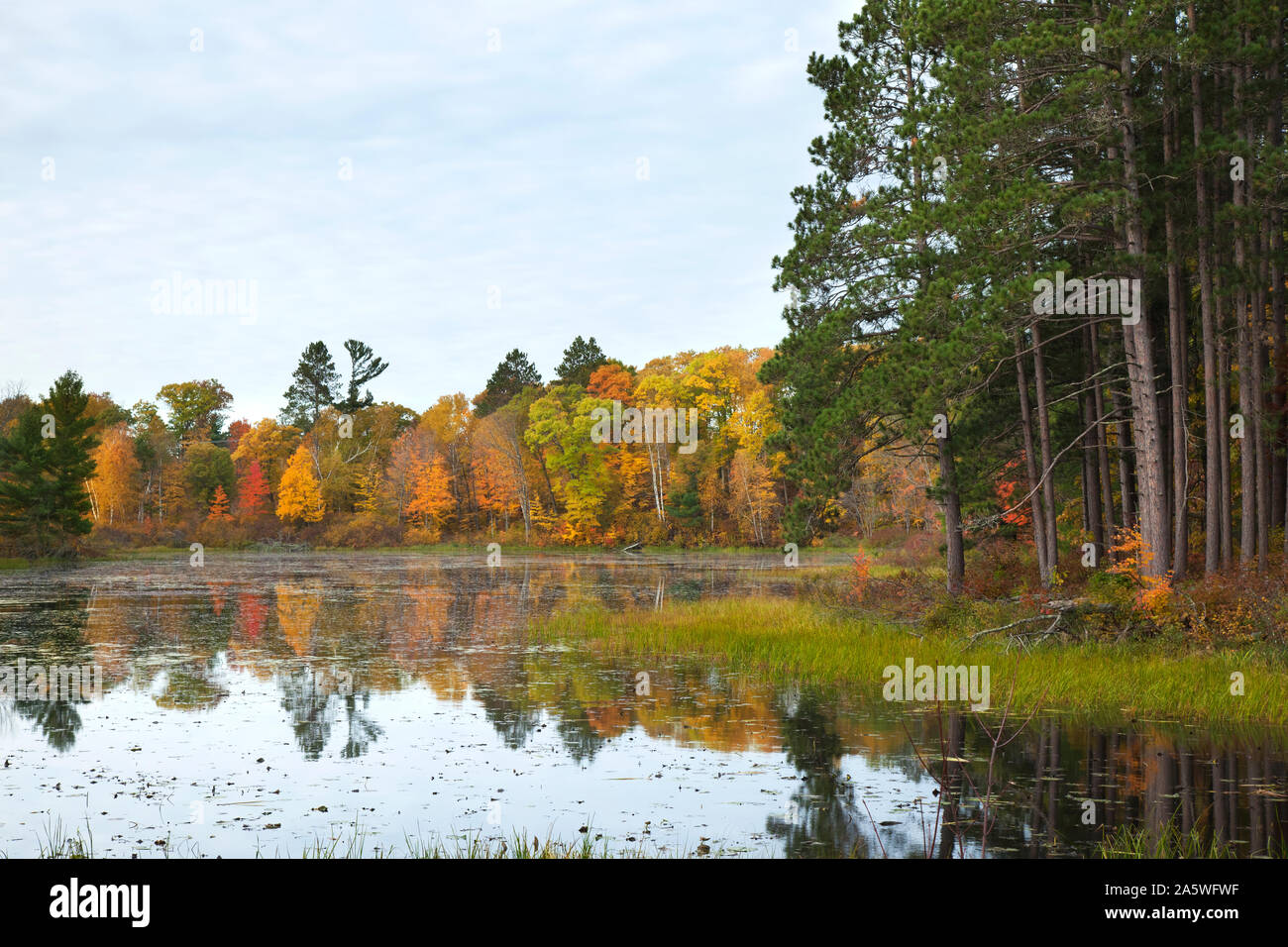 Calm pond with colorful trees and pines during autumn Stock Photo - Alamy
