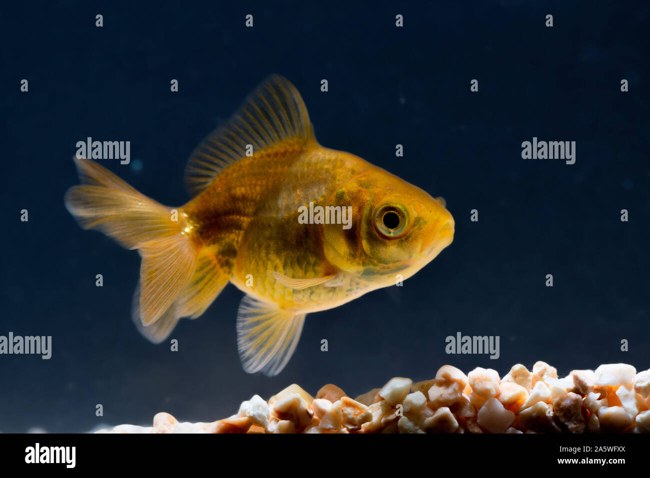 Gold fish or goldfish floating swimming underwater in fresh aquarium ...