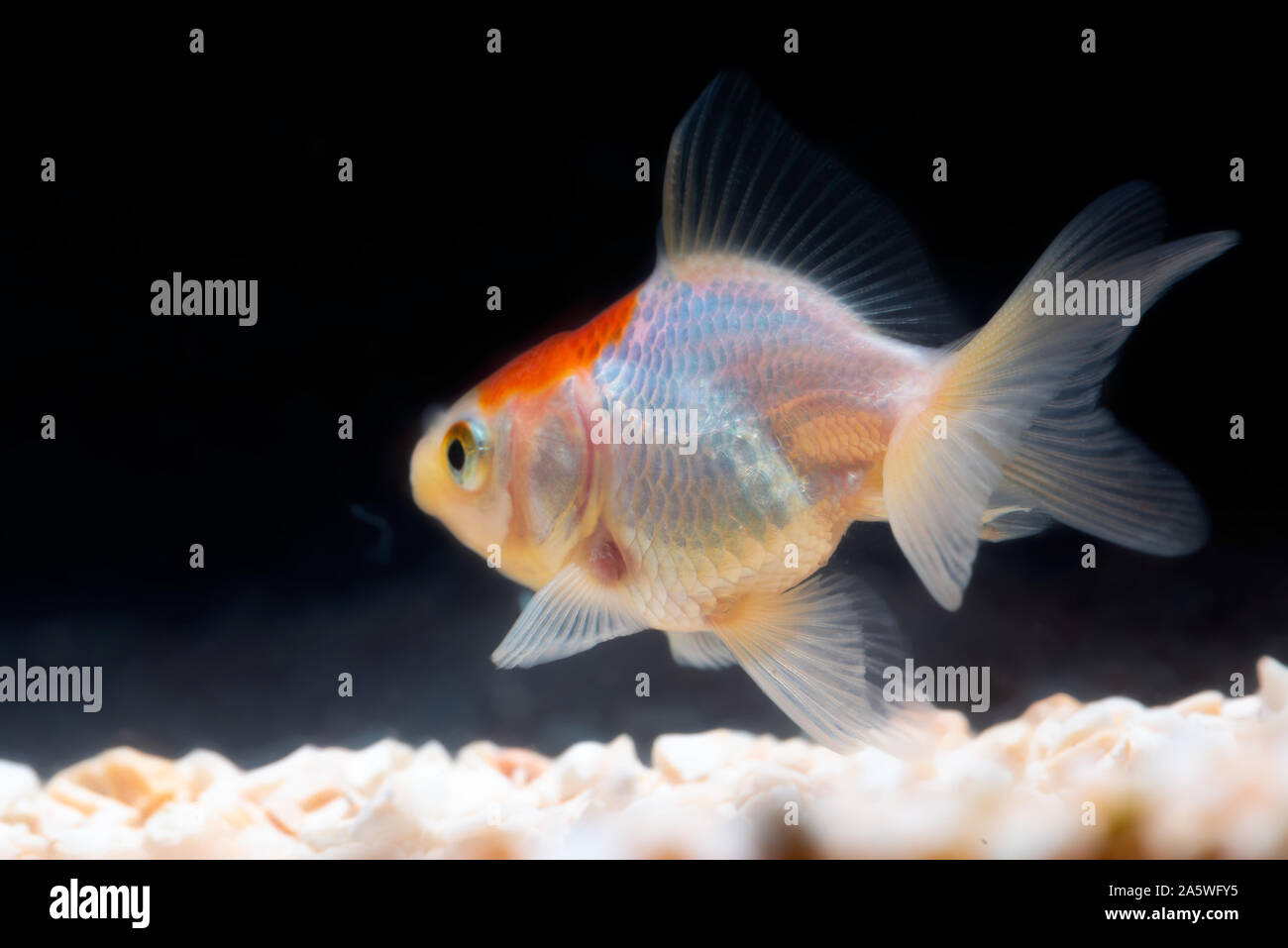 Gold fish or goldfish floating swimming underwater in fresh aquarium ...