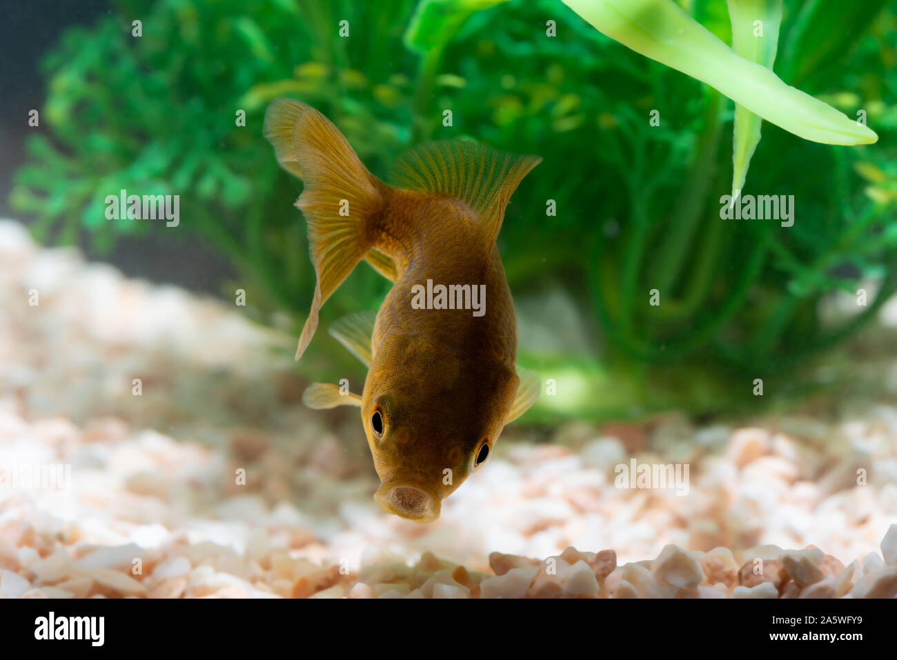 Gold fish or goldfish floating swimming underwater in fresh aquarium ...