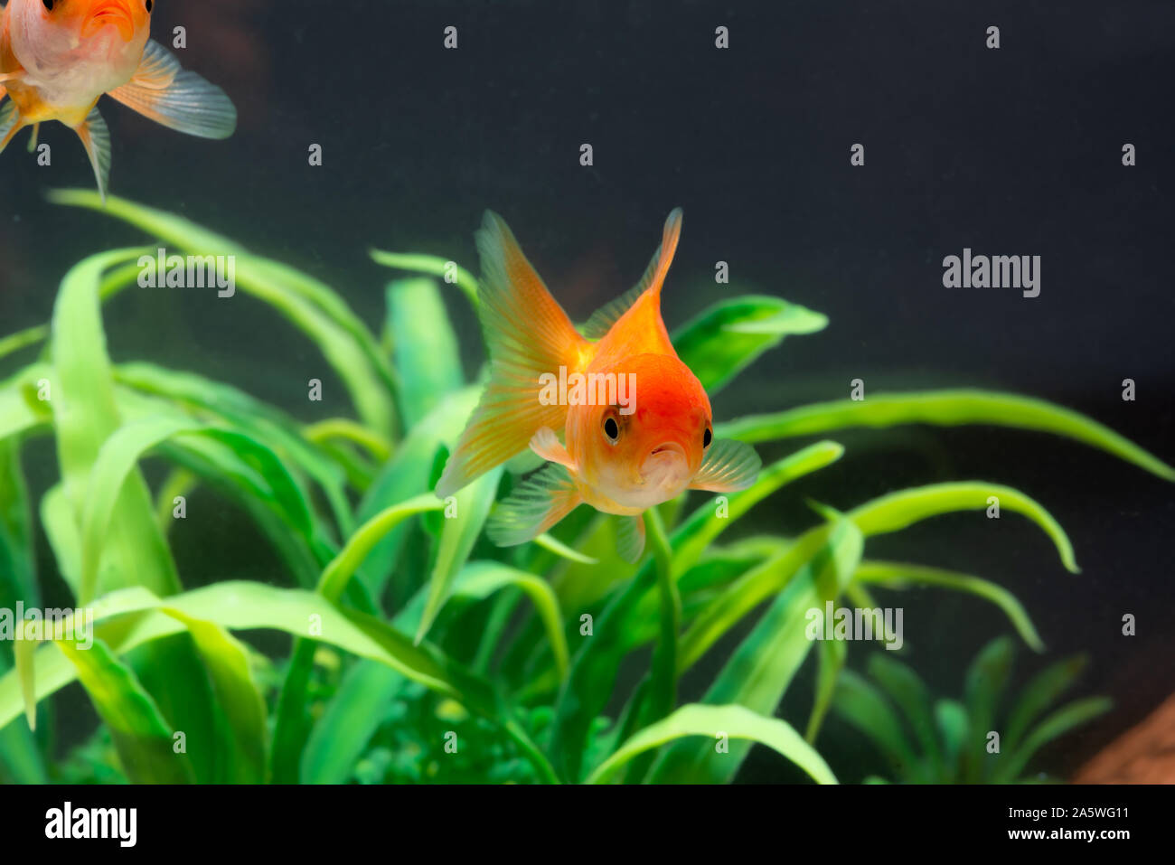 Gold fish or goldfish floating swimming underwater in fresh aquarium ...