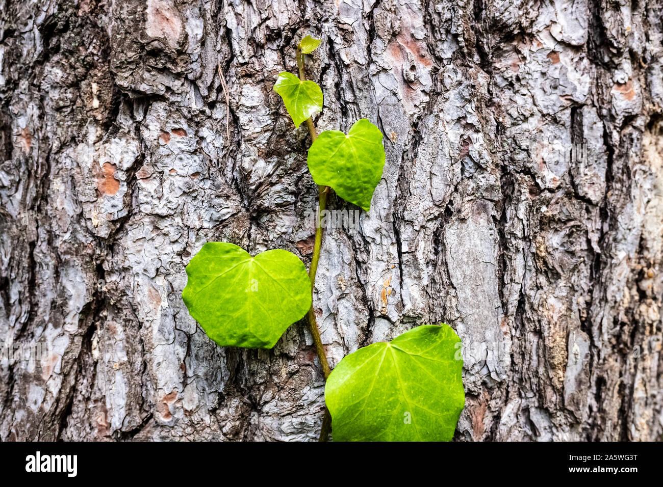 A new plant grows on the bark of a tree, a natural background of hope ...