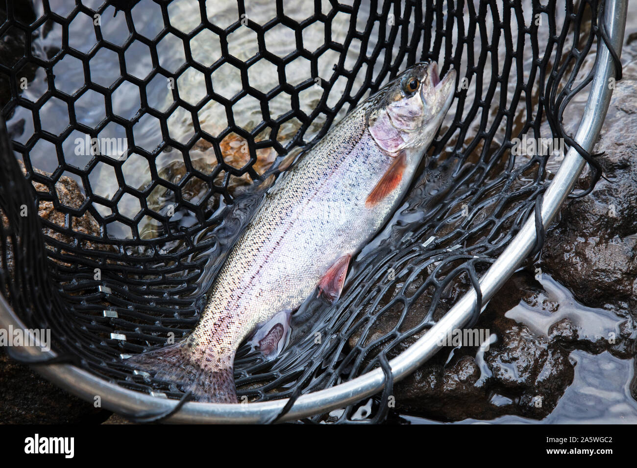 Landing landing fish hi-res stock photography and images - Alamy