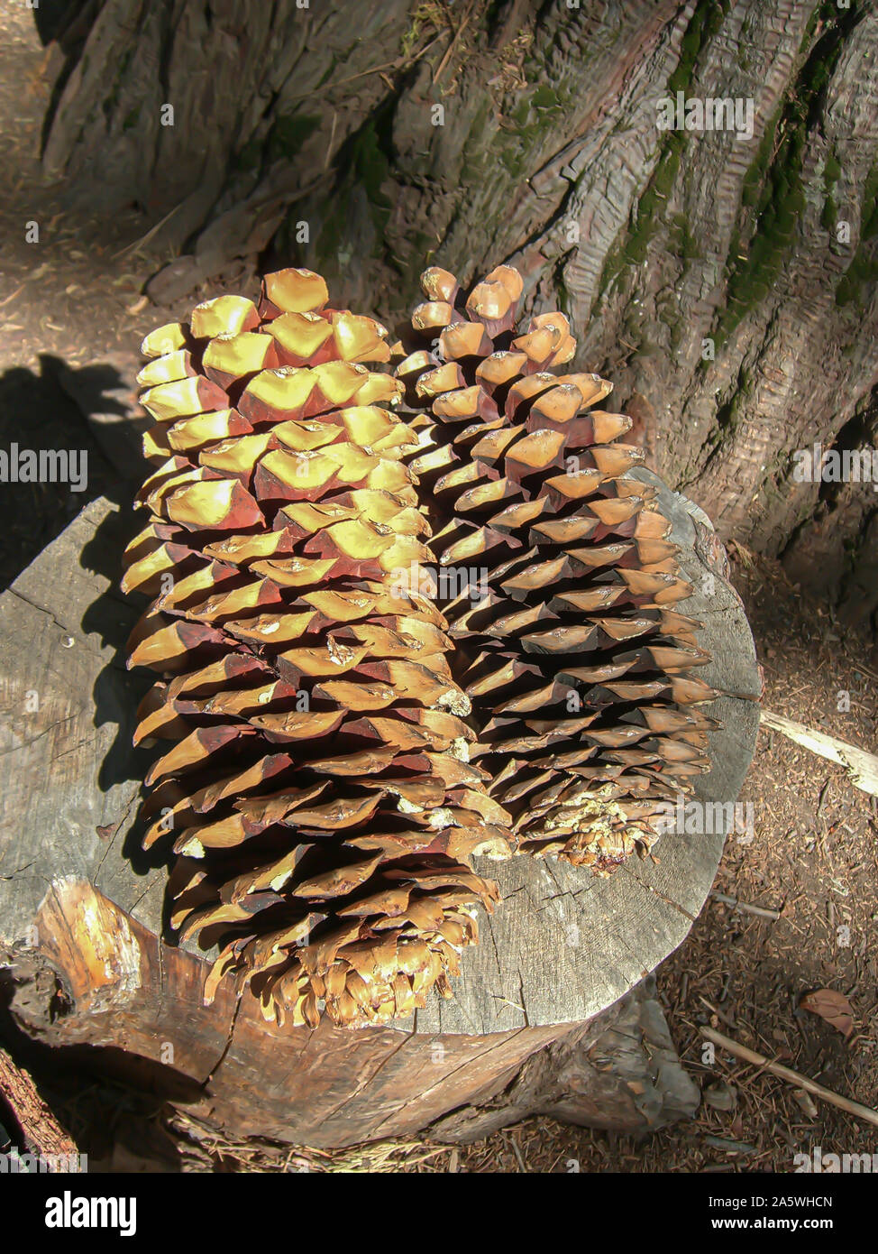 Sequoia groove hi-res stock photography and images - Alamy