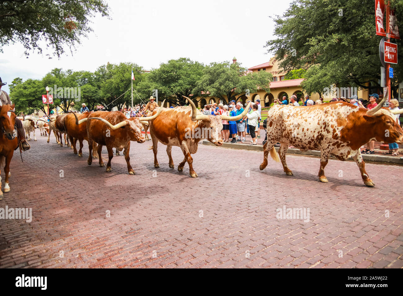 Texas longhorn cattle street hi-res stock photography and images - Alamy