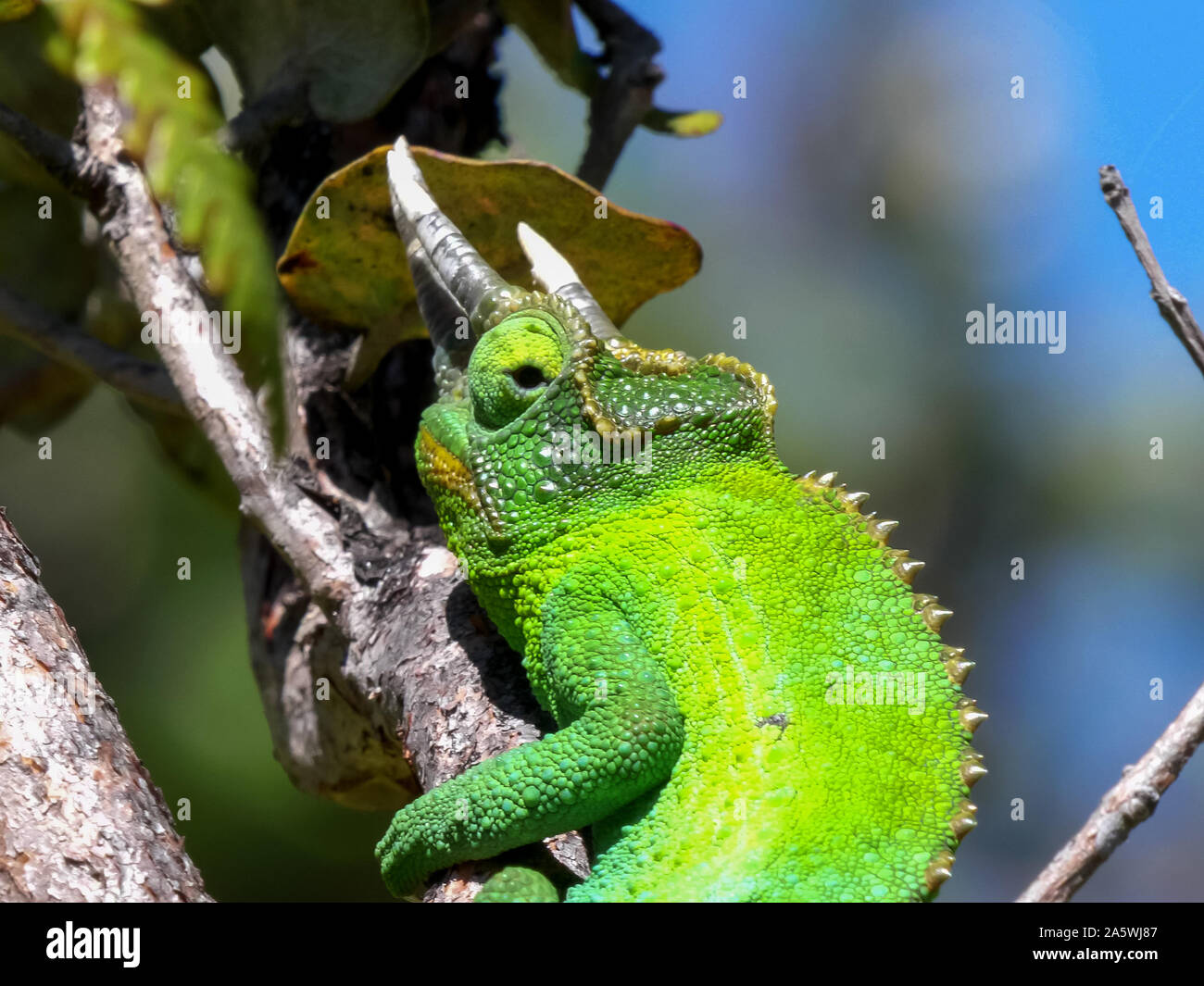 Jackson's three horned chameleon hi-res stock photography and images ...