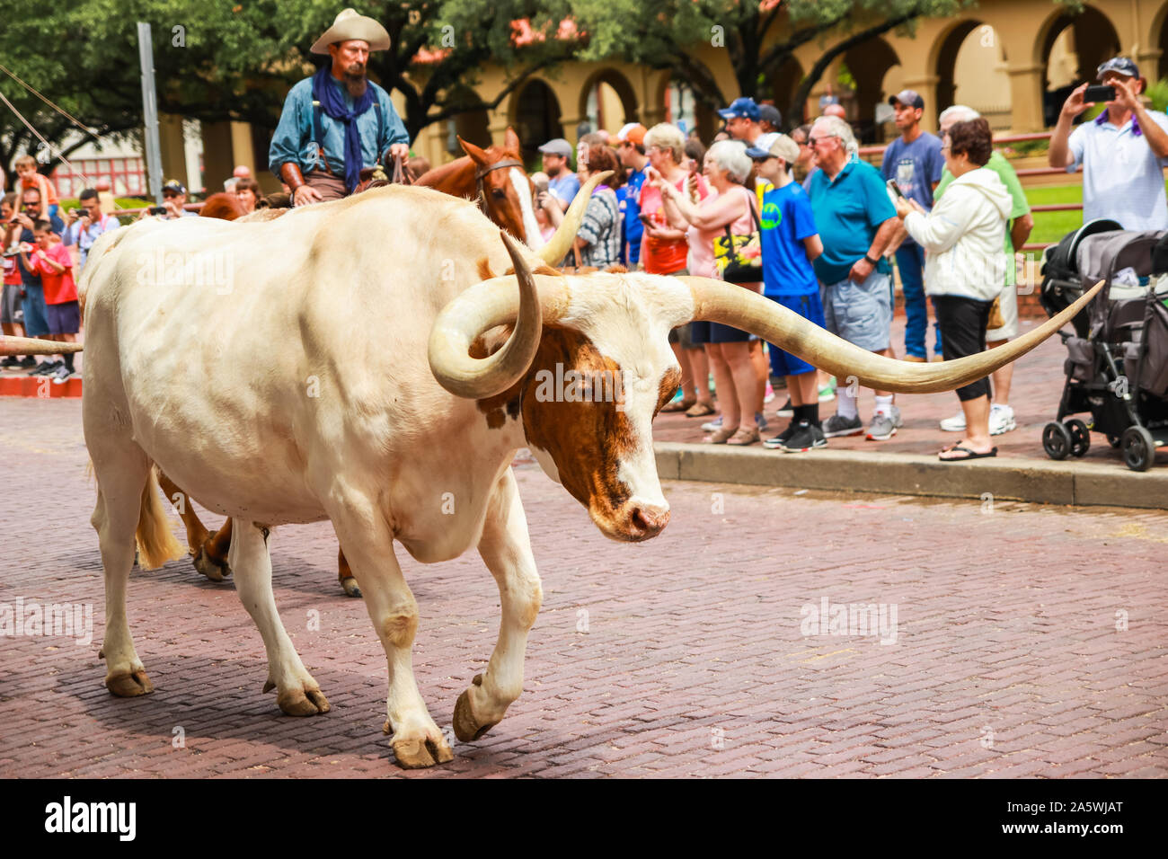 Texas longhorn cattle street hi-res stock photography and images - Alamy