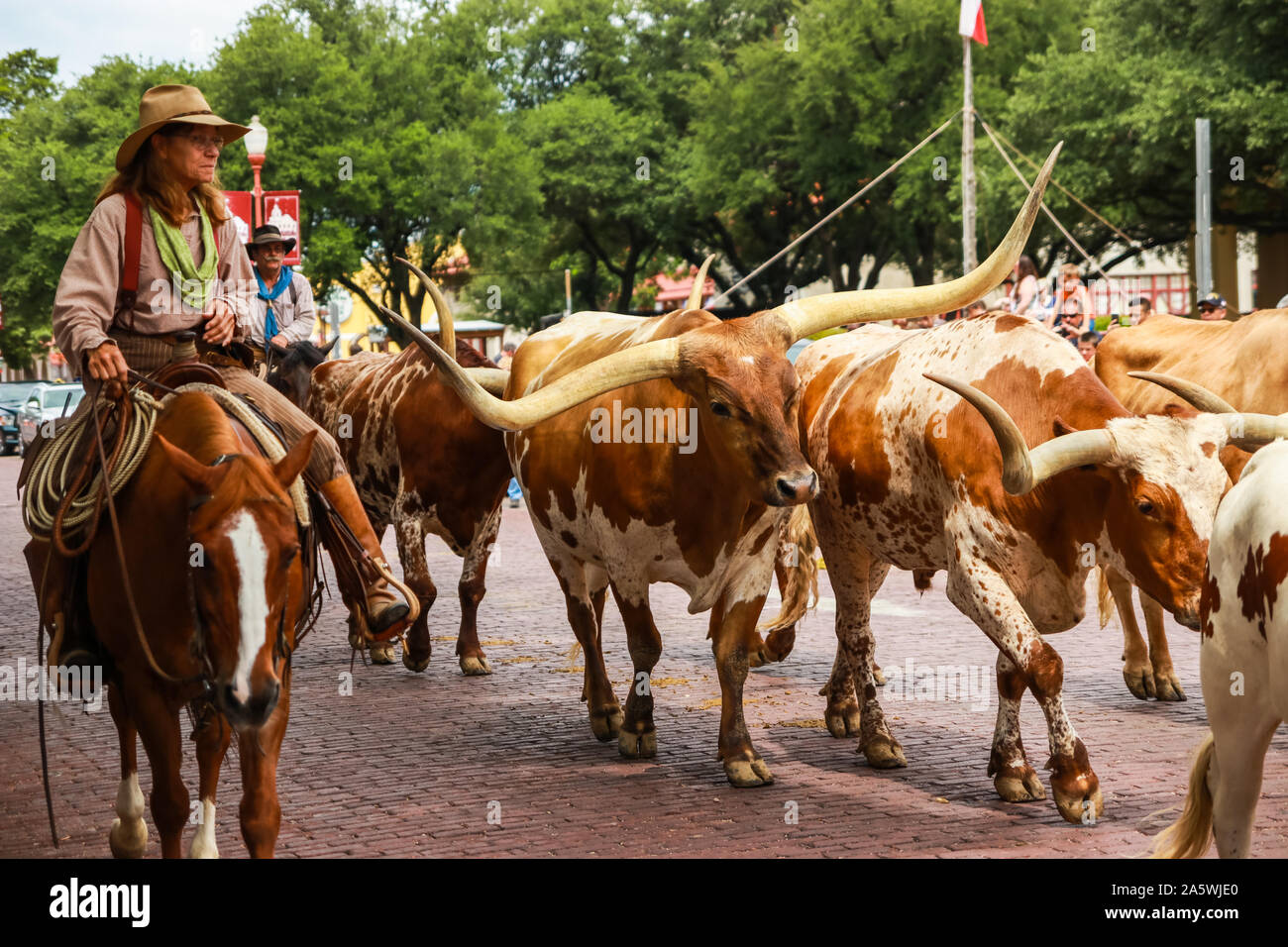 Texas longhorn cattle street hi-res stock photography and images - Alamy