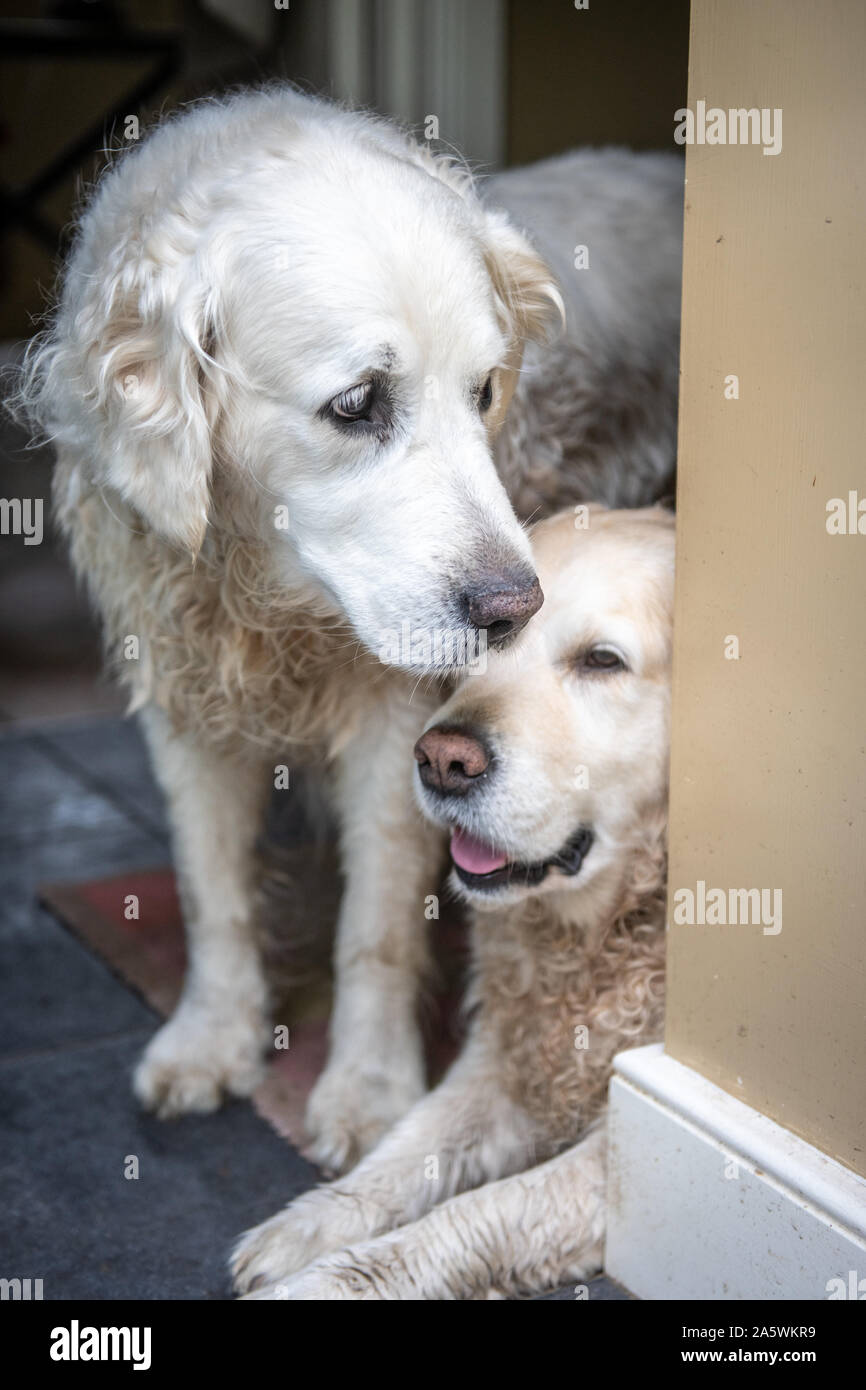 Smiling golden retrievers hi-res stock photography and images - Alamy