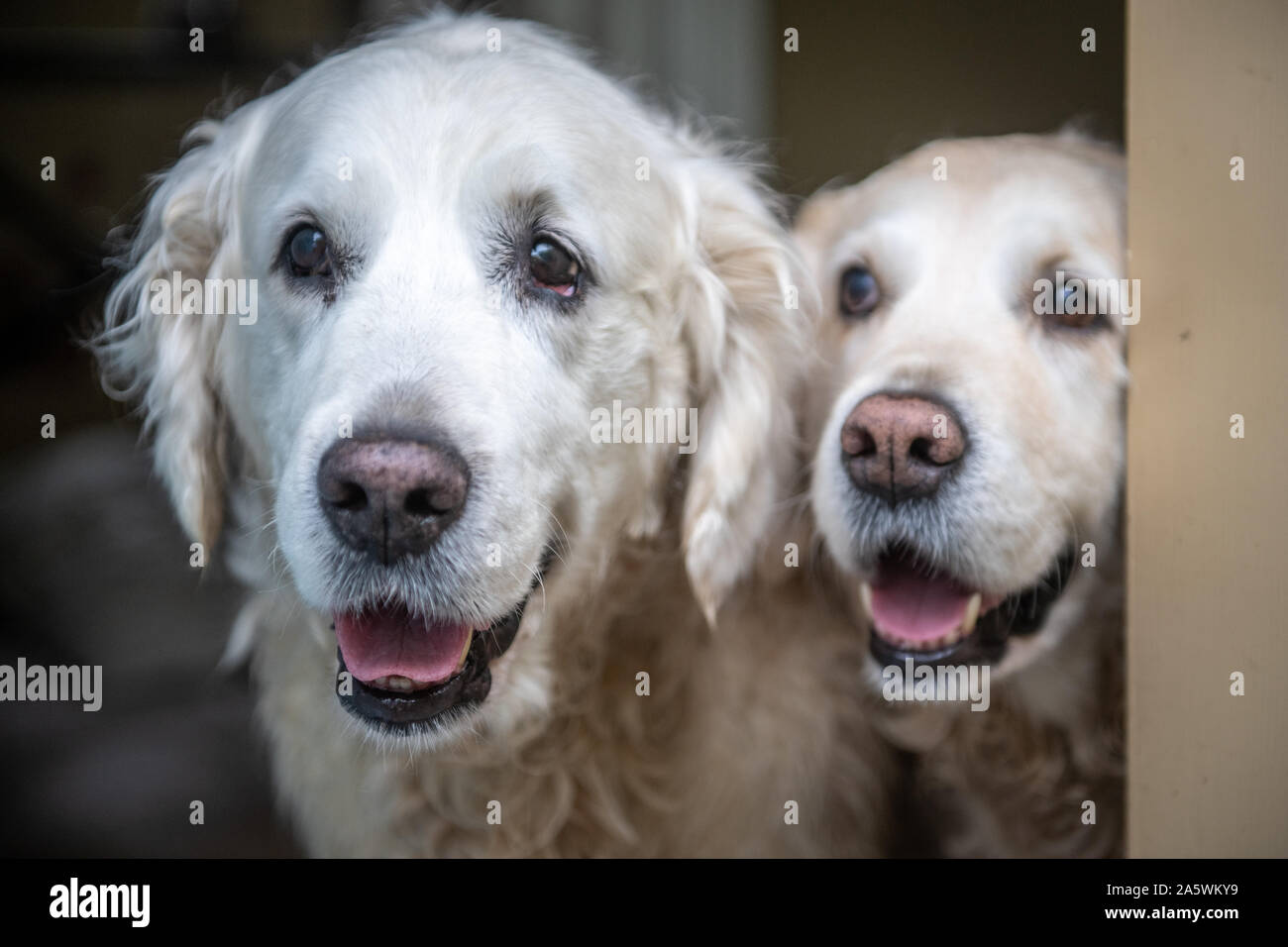 Smiling golden retrievers hi-res stock photography and images - Alamy
