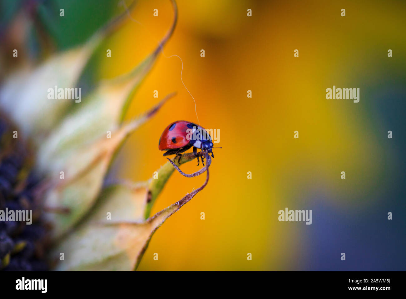 Macro of ladybug on a blade of grass in the morning sun Ladybug - bug ...