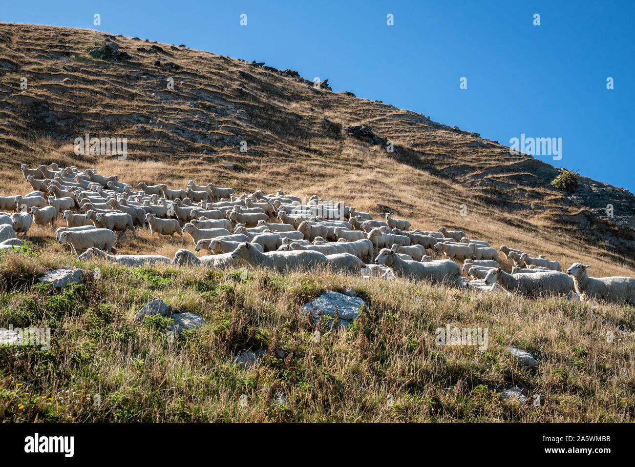 Sheep station hi-res stock photography and images - Alamy
