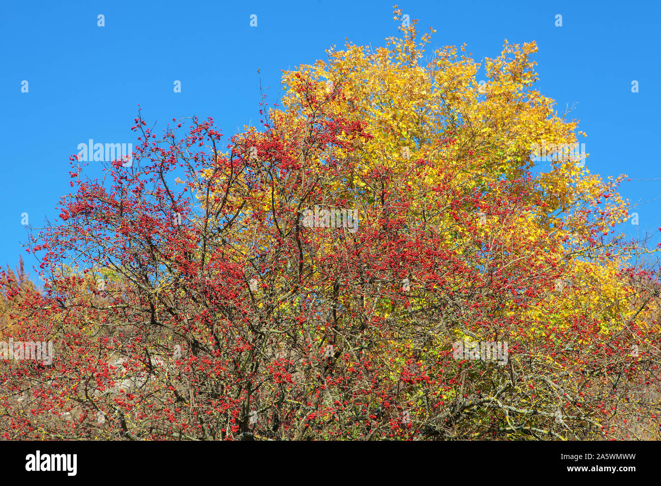 red and yellow trees in the autumn Stock Photo - Alamy