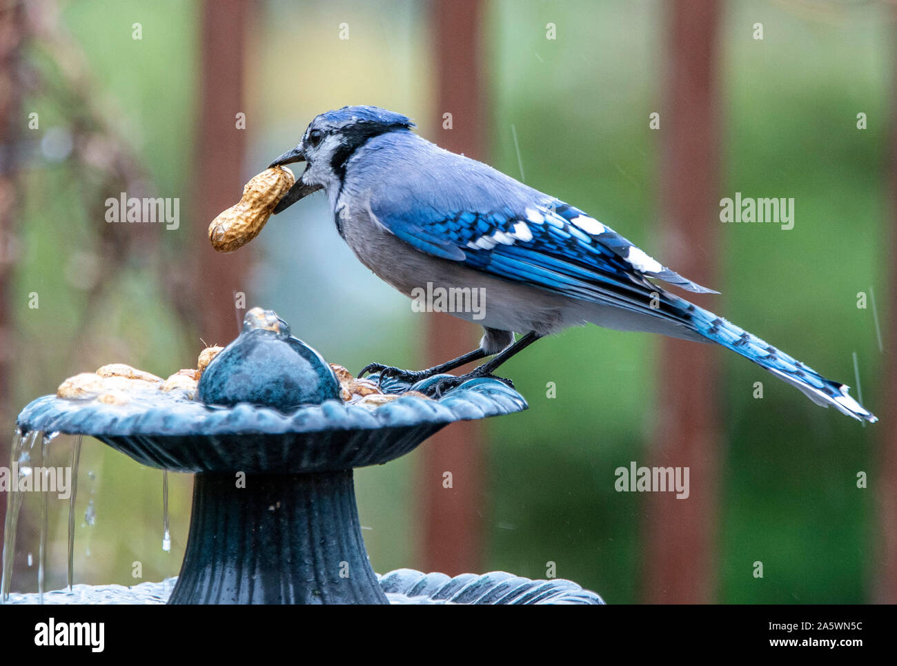 A big nut Stock Photo - Alamy