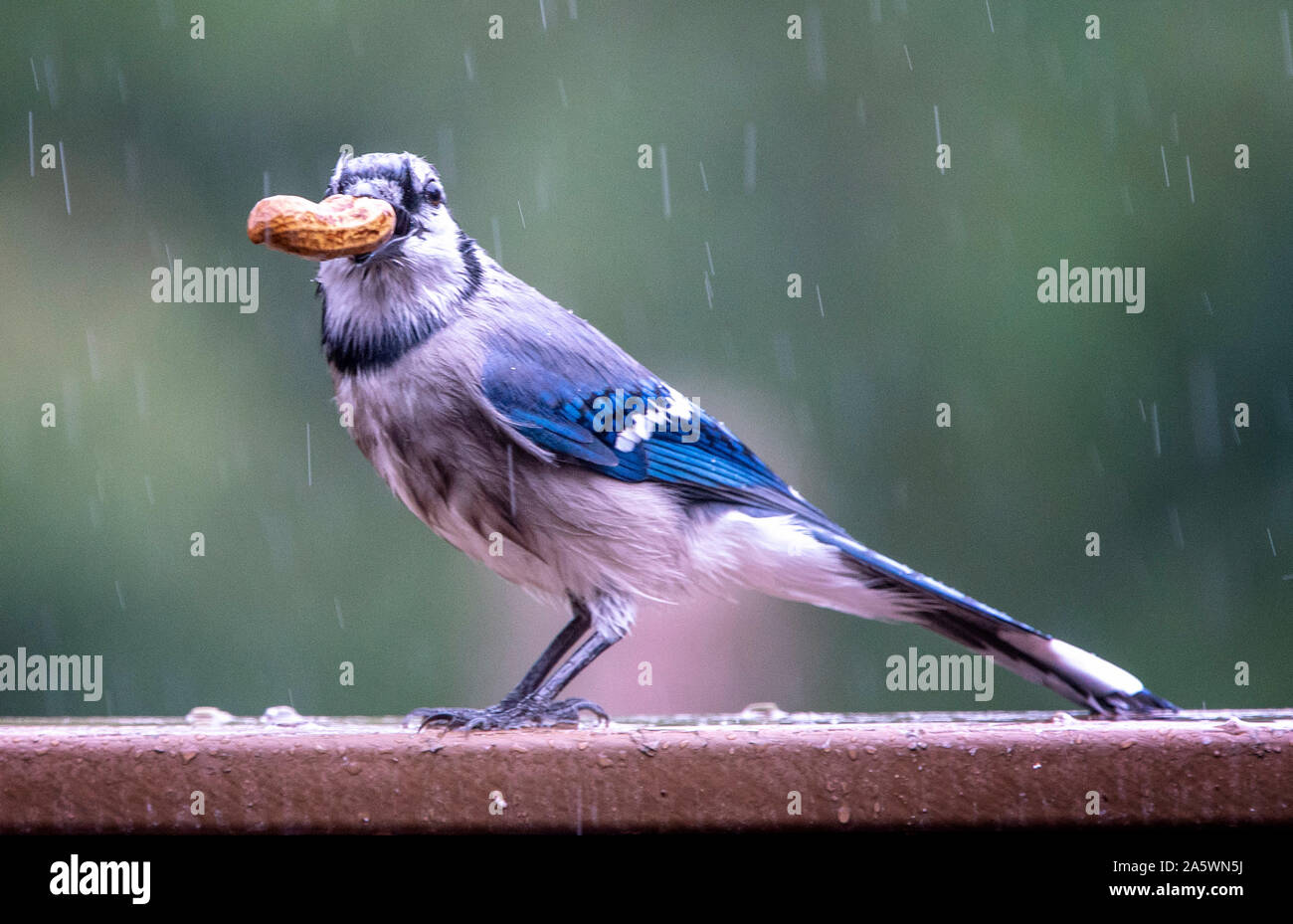 Feathers stuck hi-res stock photography and images - Alamy