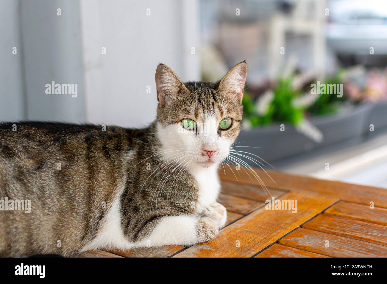 Sweet green restaurant exterior hi-res stock photography and images - Alamy