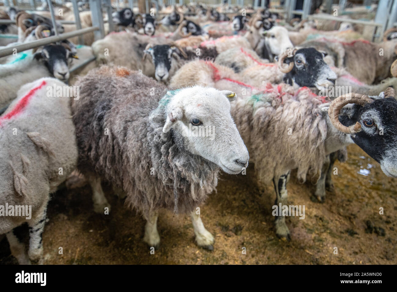 Sheep gathered to be sold at auction, Hawes, Yorkshire, UK Stock Photo ...