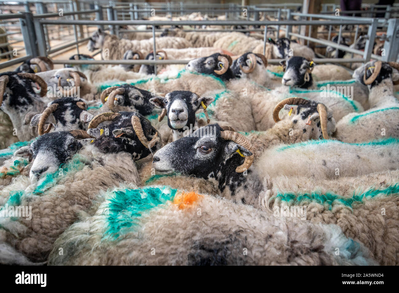 Sheep gathered to be sold at auction, Hawes, Yorkshire, UK Stock Photo ...