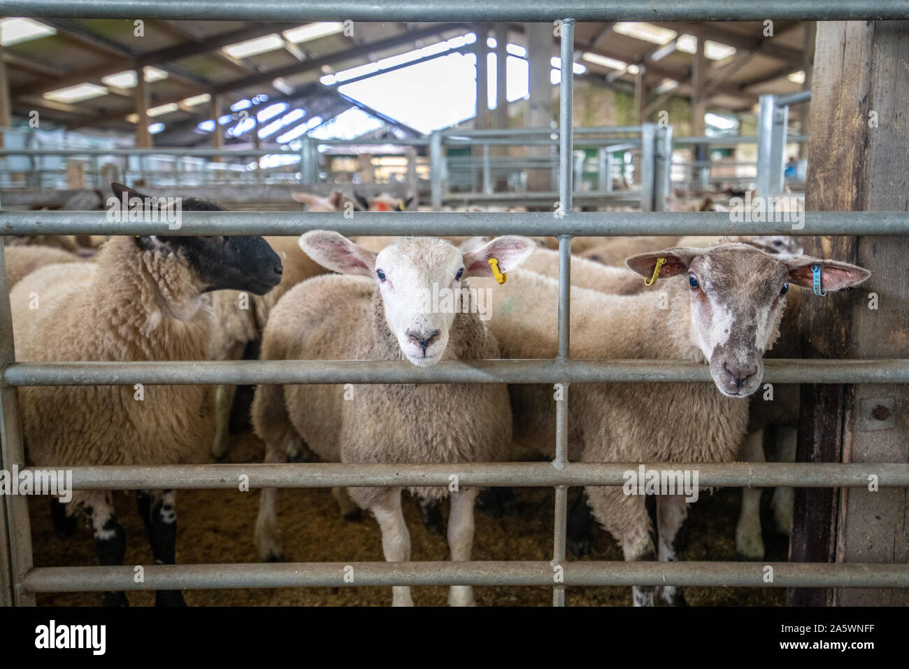 Sheep gathered to be sold at auction, Hawes, Yorkshire, UK Stock Photo ...