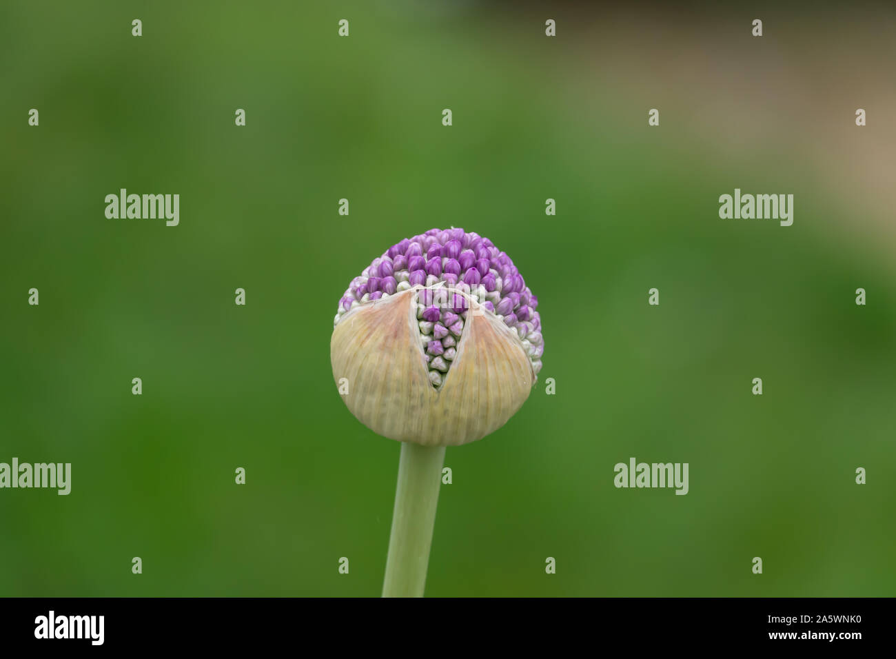 Onion flower buds hi-res stock photography and images - Alamy