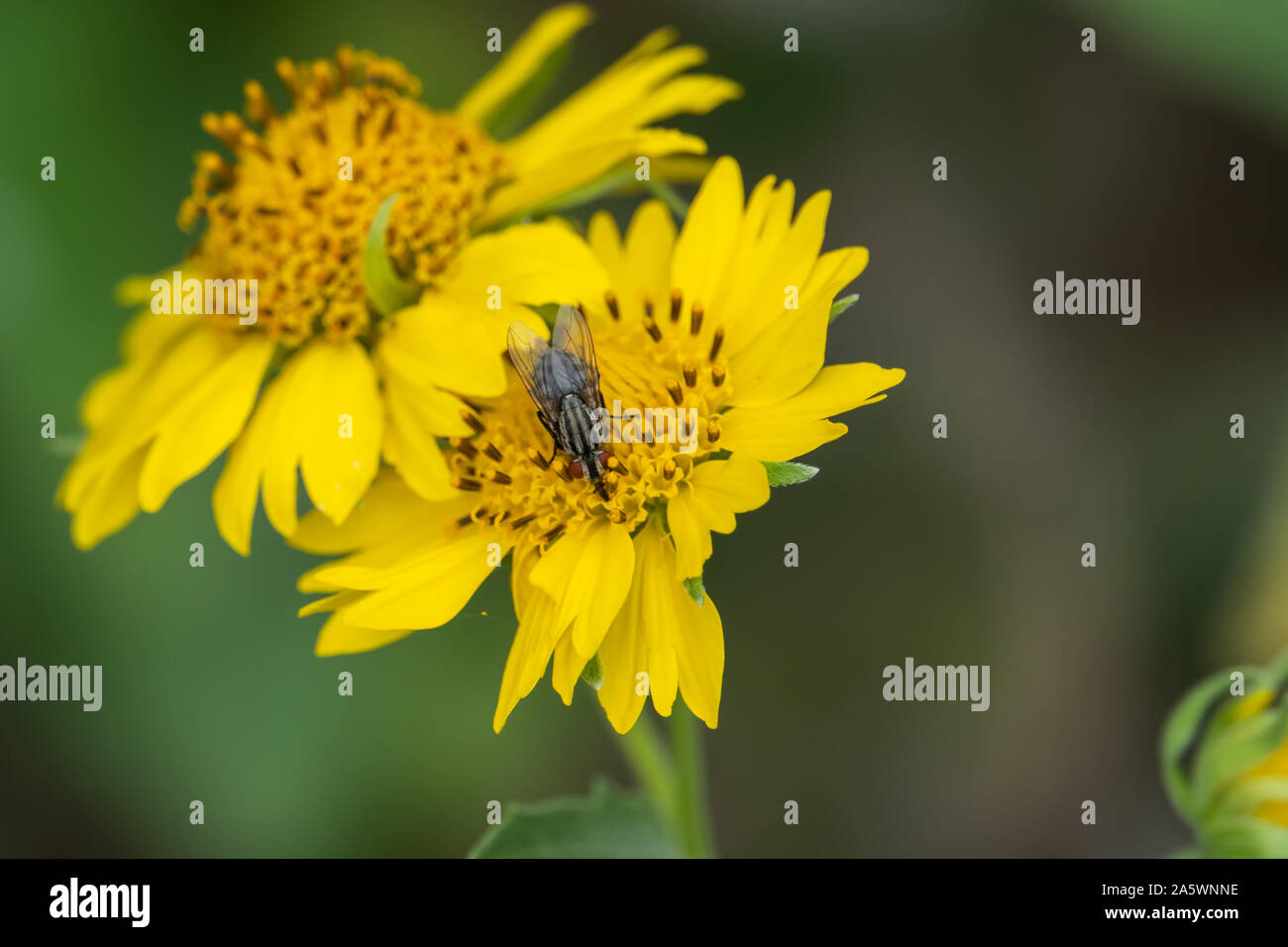 Golden crownbeard hi-res stock photography and images - Alamy