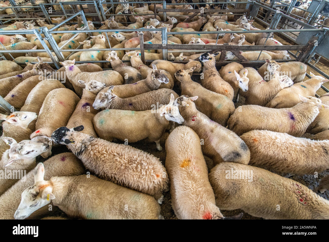 Sheep gathered to be sold at auction, Hawes, Yorkshire, UK Stock Photo ...