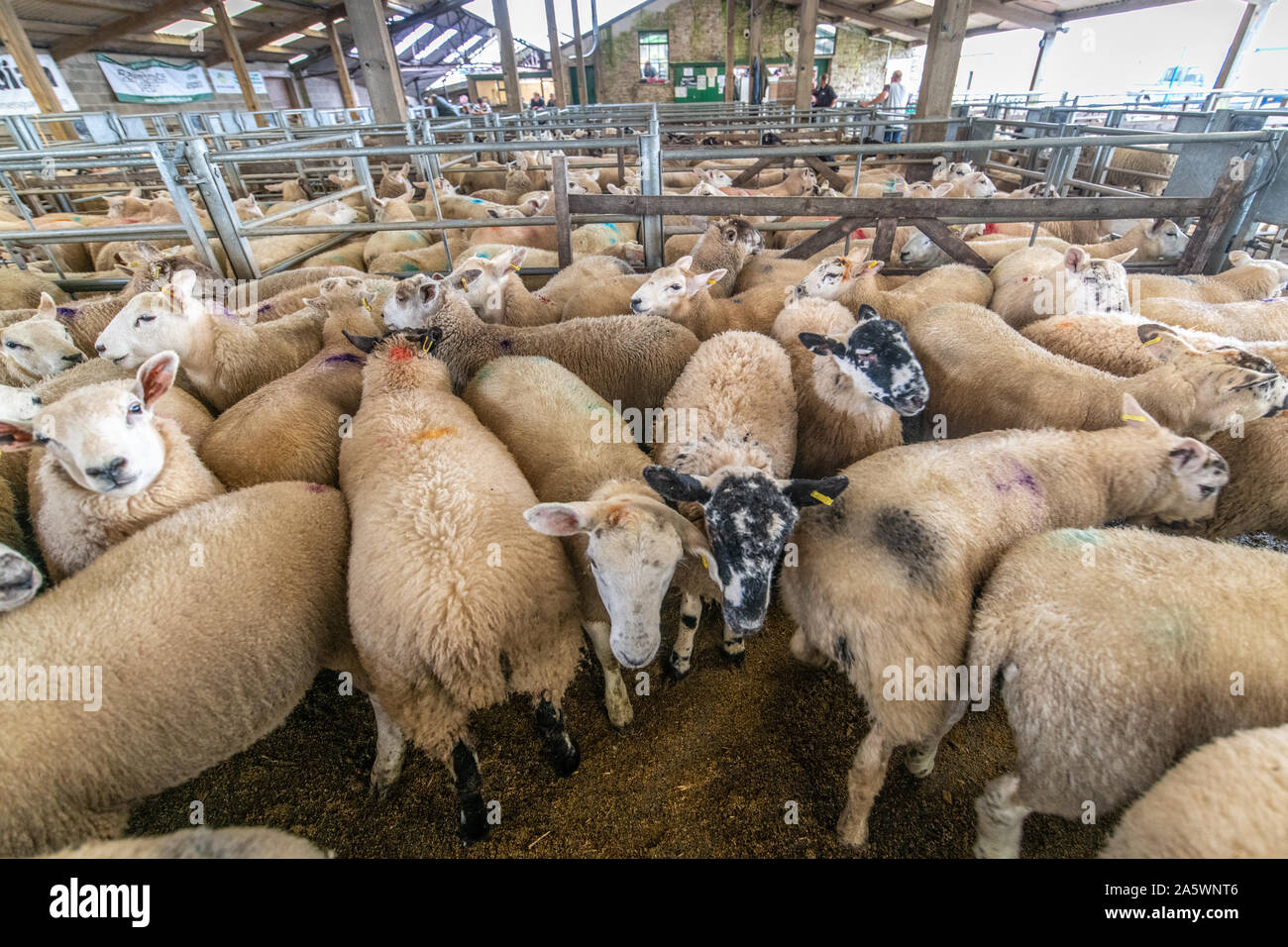Sheep gathered to be sold at auction, Hawes, Yorkshire, UK Stock Photo ...