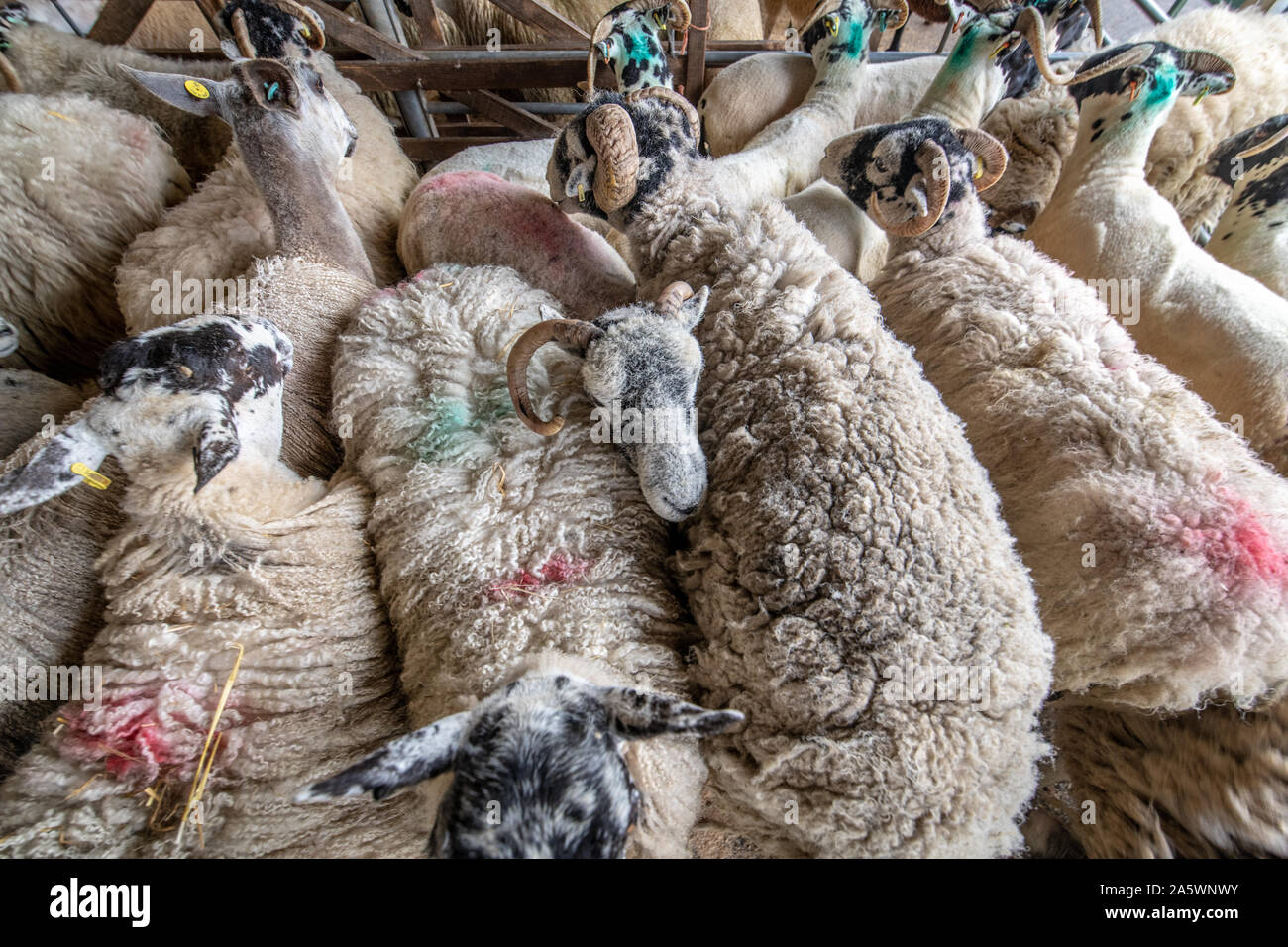 Sheep gathered to be sold at auction, Hawes, Yorkshire, UK Stock Photo ...