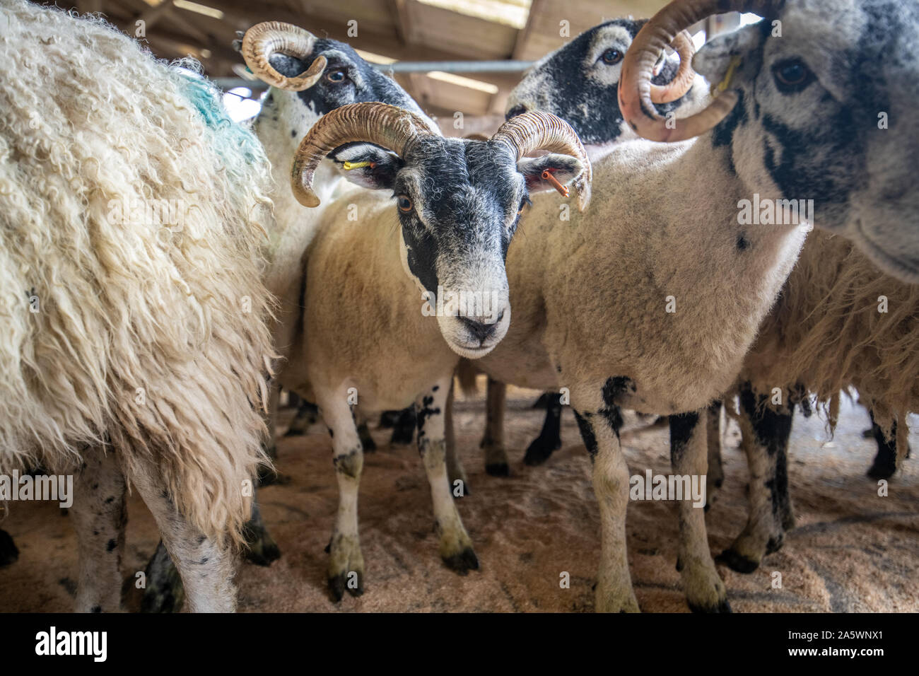 Sheep gathered to be sold at auction, Hawes, Yorkshire, UK Stock Photo ...