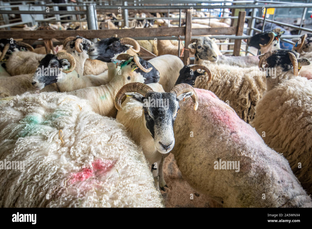 Sheep gathered to be sold at auction, Hawes, Yorkshire, UK Stock Photo ...