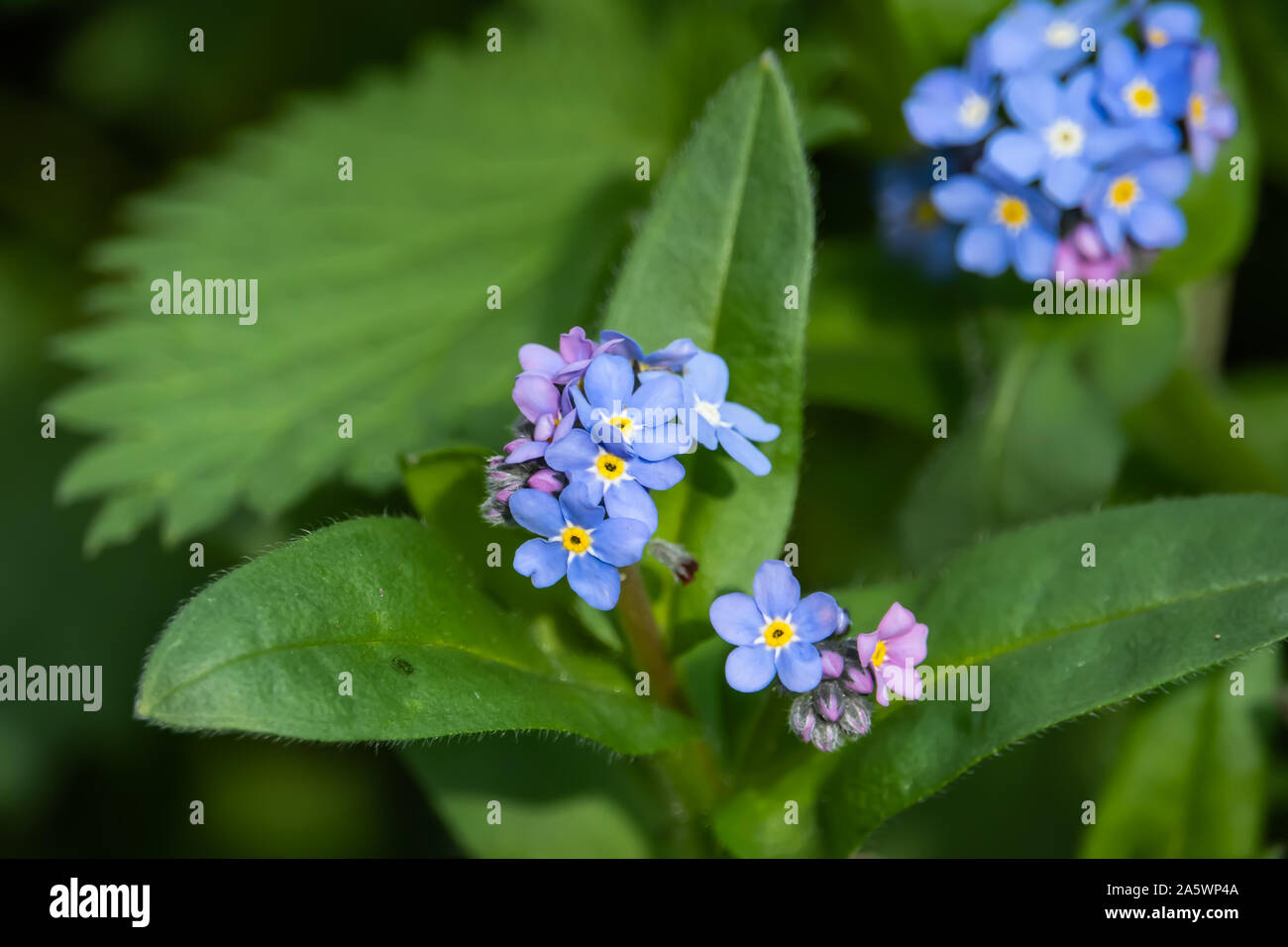 Forget Me Not Flowers in Bloom in Springtime Stock Photo - Alamy