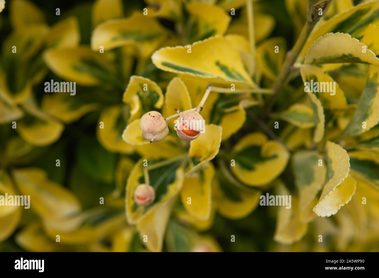 Fortune spindle tree hi-res stock photography and images - Alamy