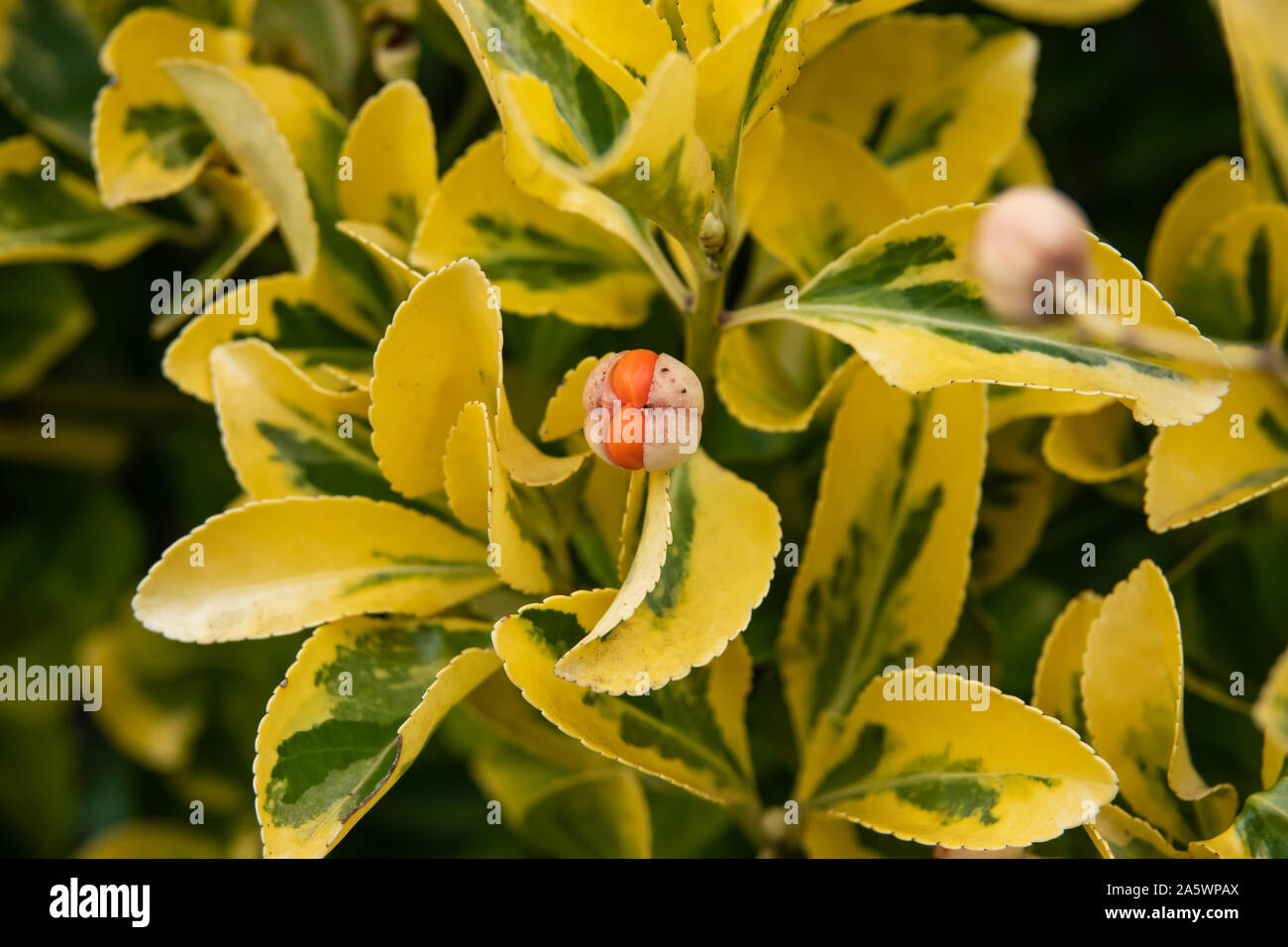 Fortune spindle tree hi-res stock photography and images - Alamy