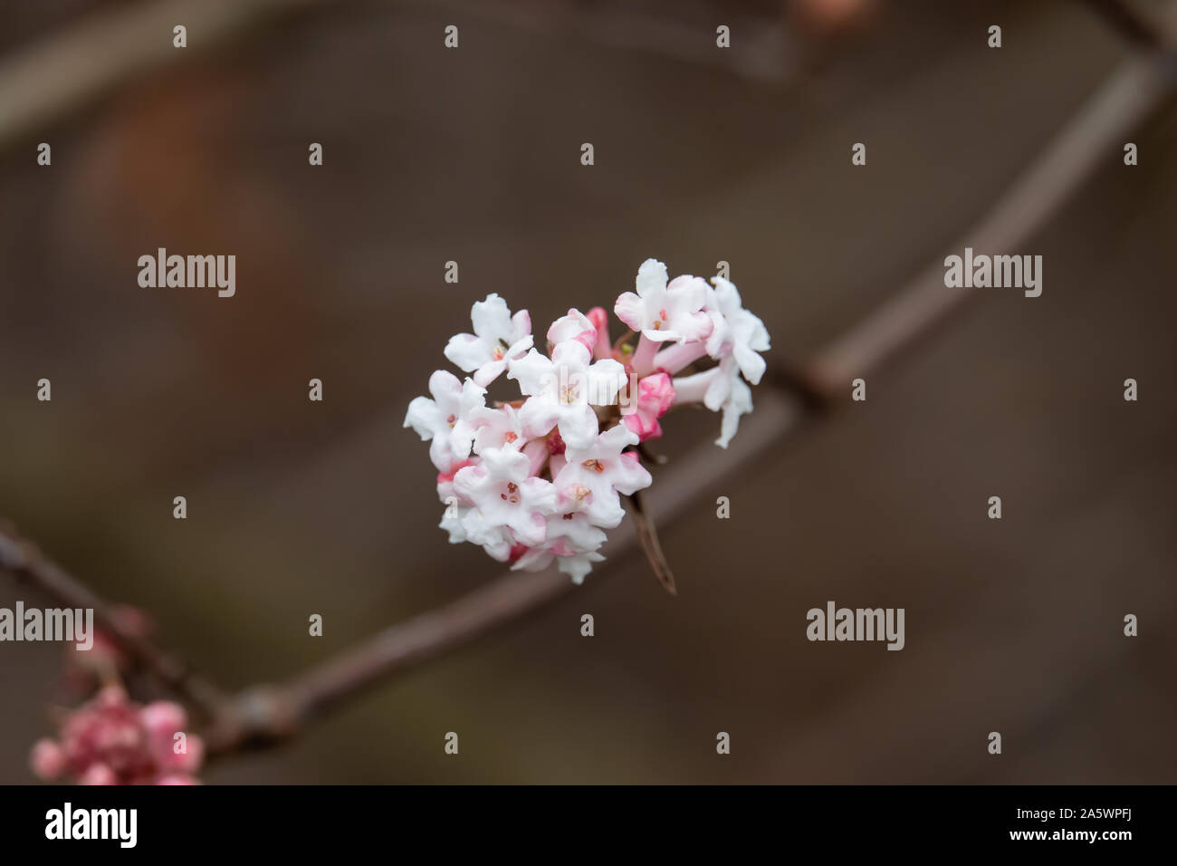 Fragrant Viburnum Viburnum Farreri High Resolution Stock Photography ...