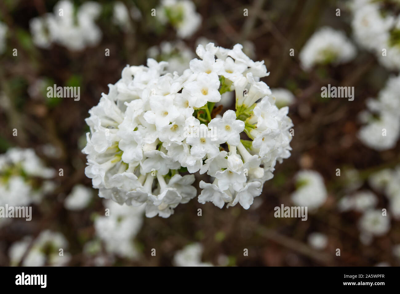 Fragrant viburnum viburnum farreri hi-res stock photography and images ...