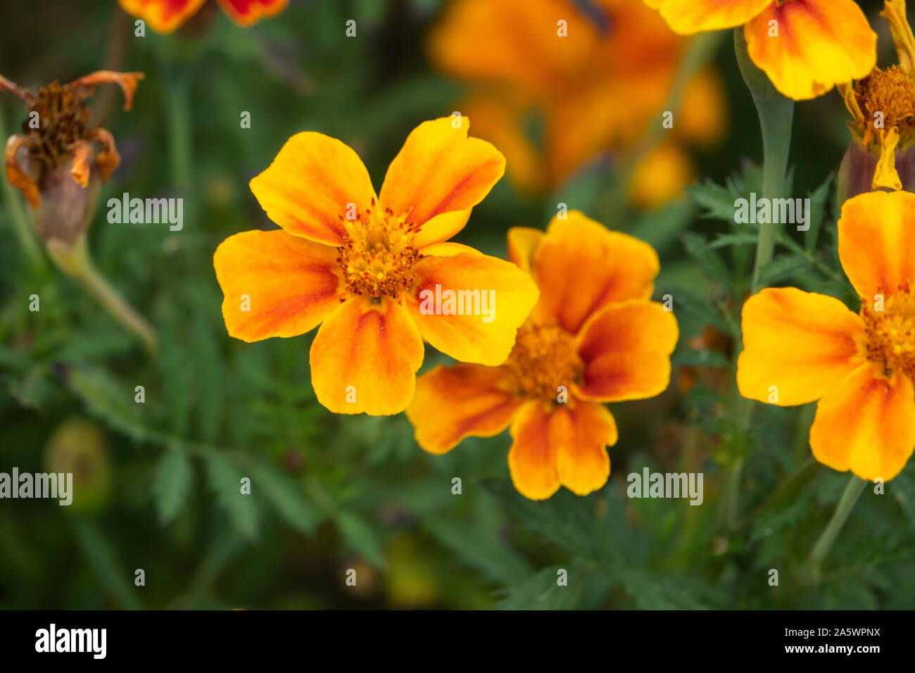 Small french marigold hi-res stock photography and images - Alamy