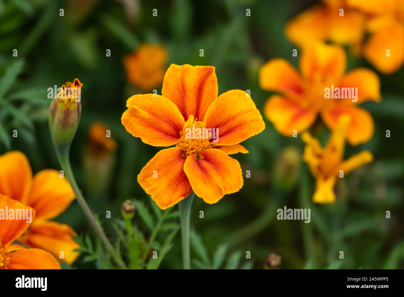 Small french marigolds hi-res stock photography and images - Alamy