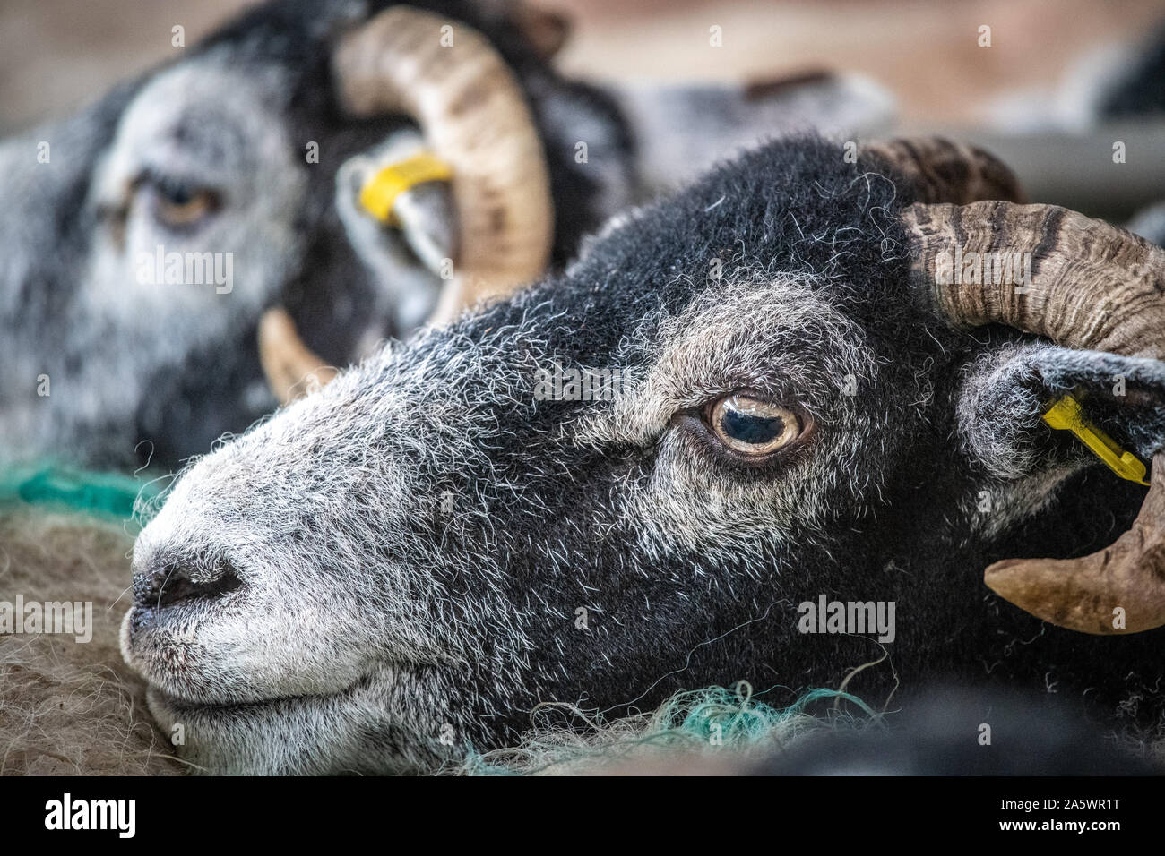 Sheep gathered to be sold at auction, Hawes, Yorkshire, UK Stock Photo ...