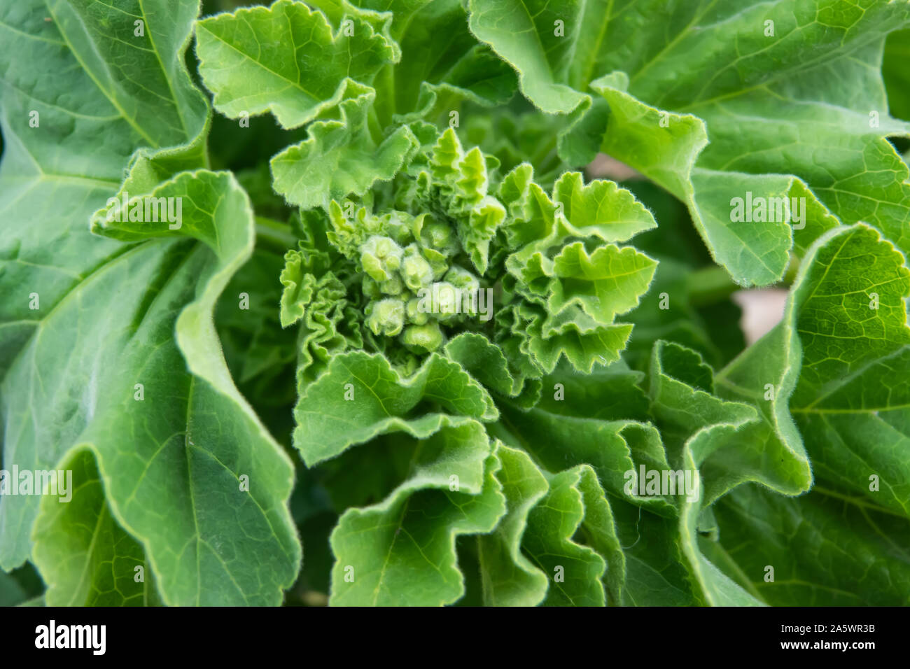 Garden Tree Mallow Flower Buds in Winter Stock Photo - Alamy