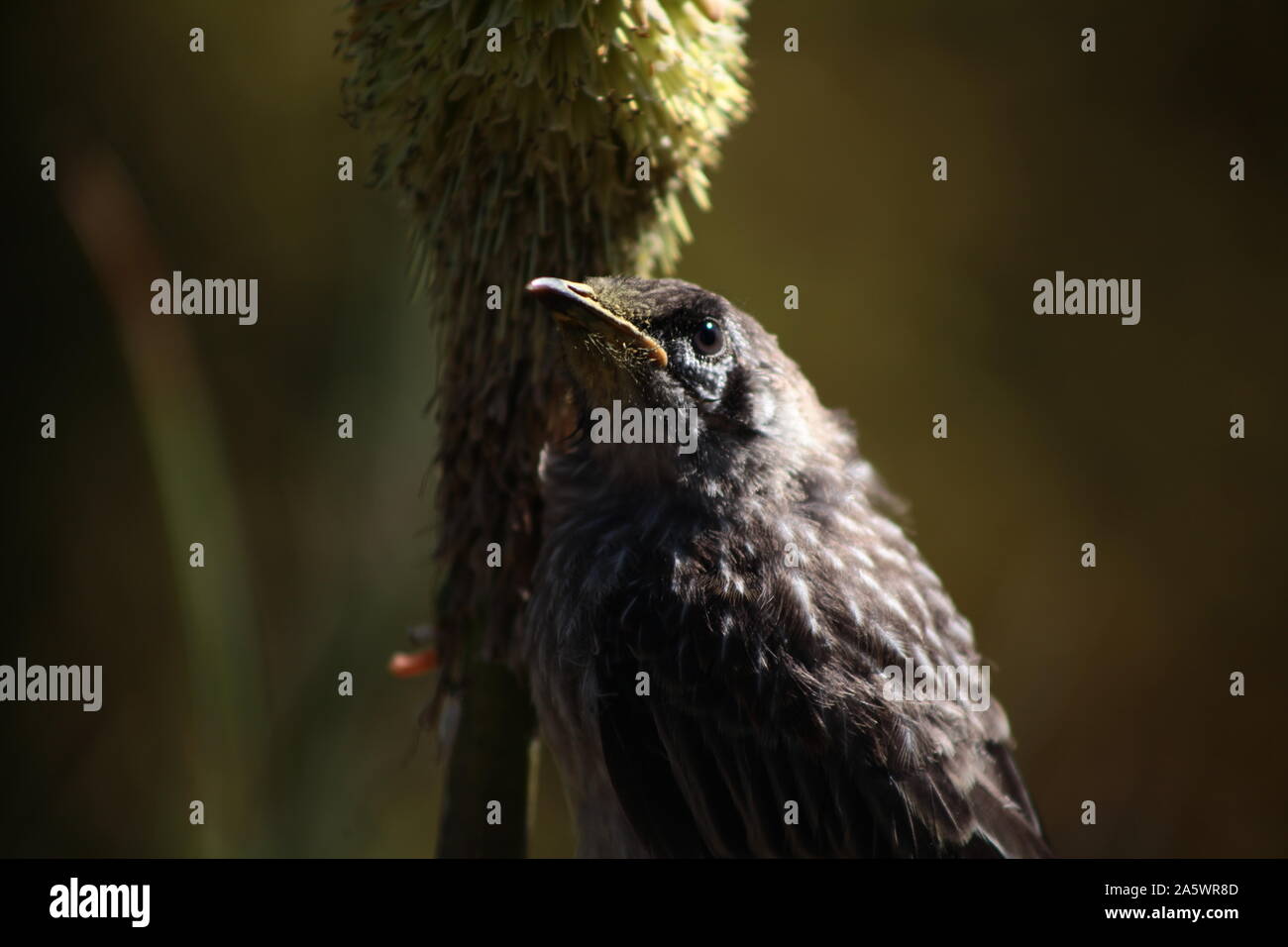 Australian Bird - Wattle bird Stock Photo - Alamy