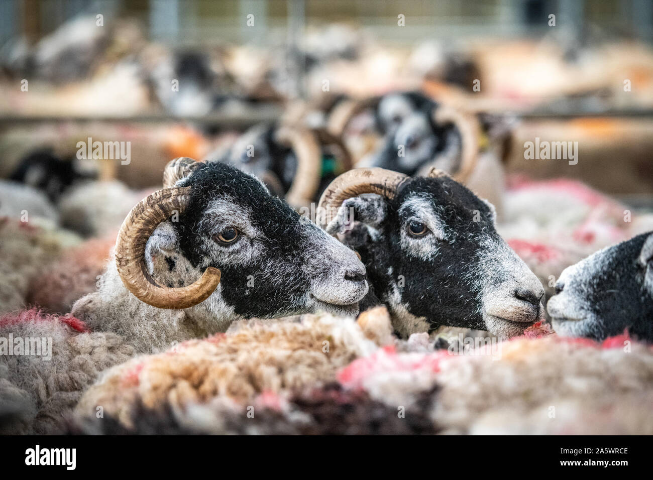 Sheep gathered to be sold at auction, Hawes, Yorkshire, UK Stock Photo ...