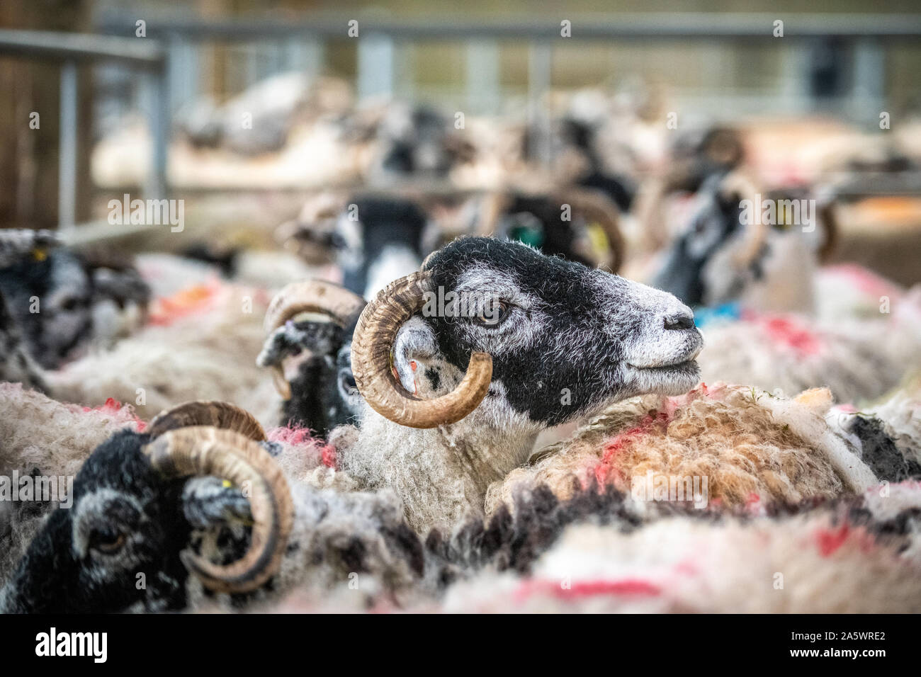 Sheep gathered to be sold at auction, Hawes, Yorkshire, UK Stock Photo ...