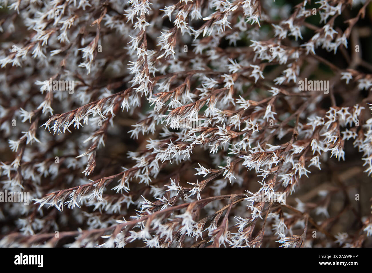 Goniolimon High Resolution Stock Photography and Images - Alamy