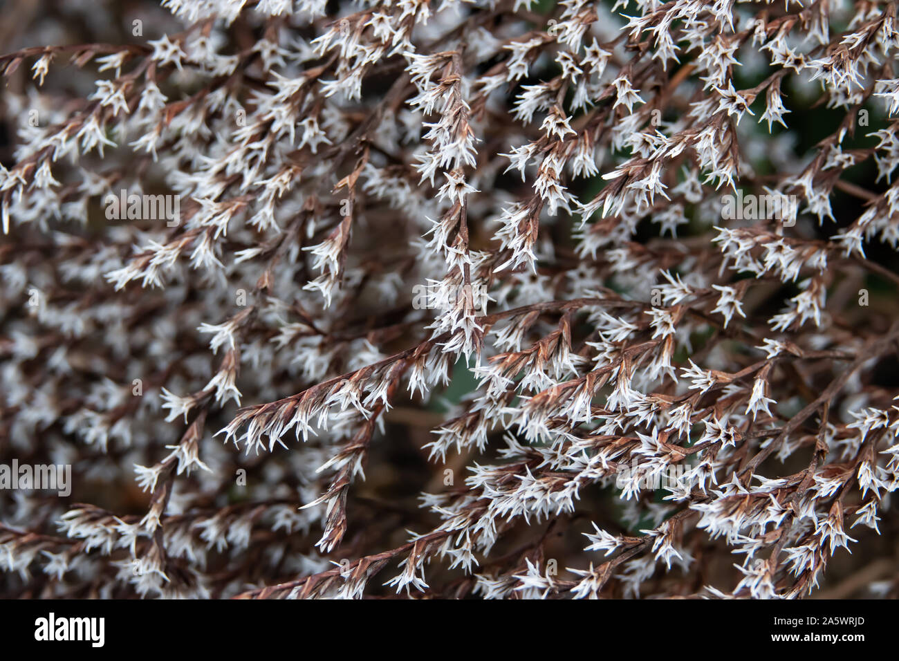 German statice hi-res stock photography and images - Alamy