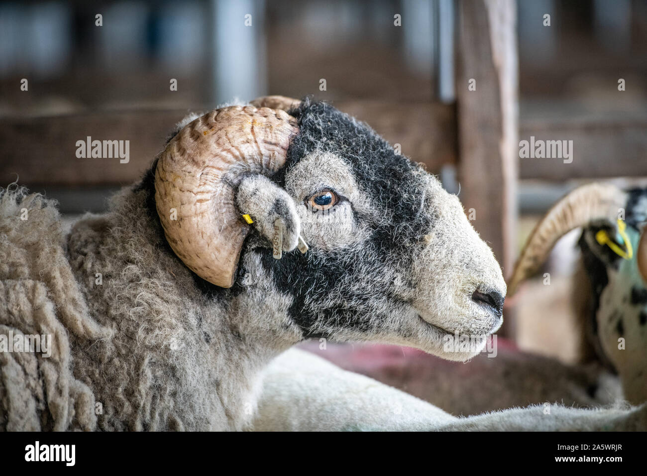 Sheep gathered to be sold at auction, Hawes, Yorkshire, UK Stock Photo ...