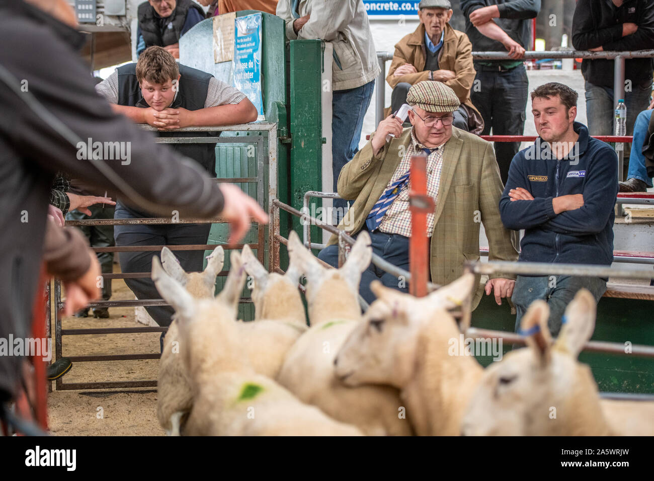 Prospective buyers pick out their desired sheep at auction, Hawes ...