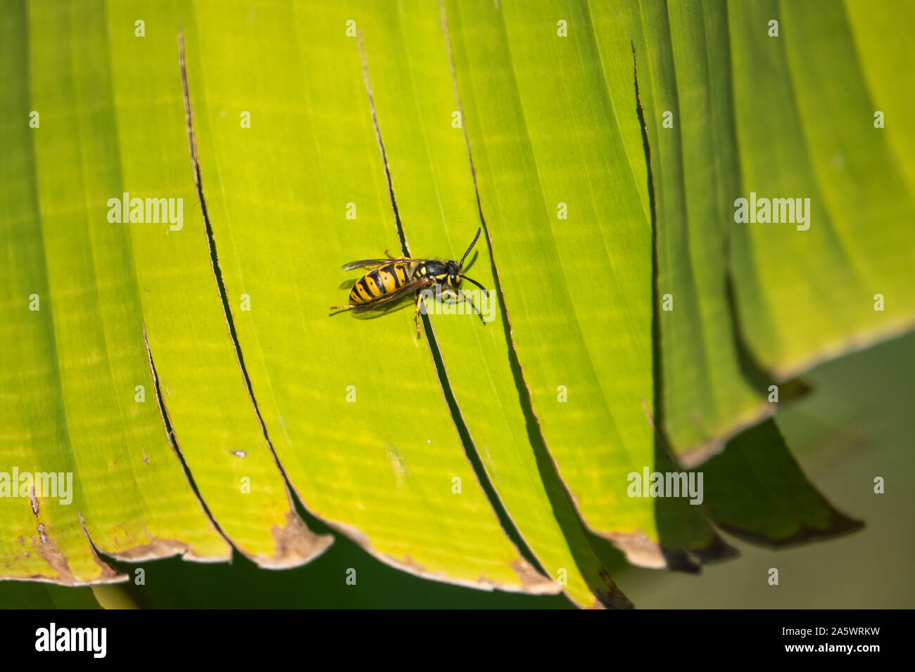Gold leaf on jacket hi-res stock photography and images - Alamy