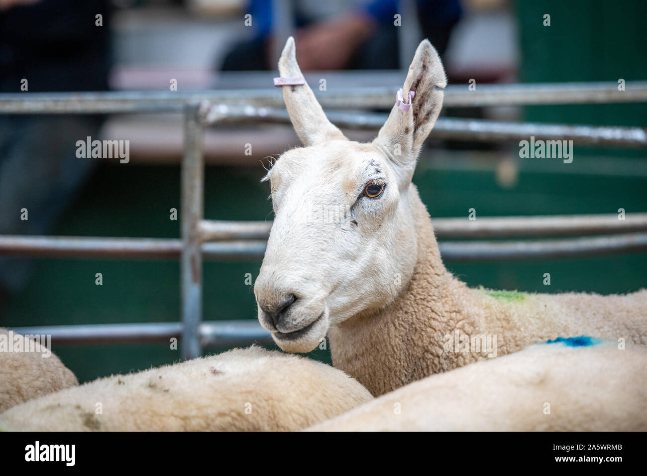 Sheep gathered to be sold at auction, Hawes, Yorkshire, UK Stock Photo ...