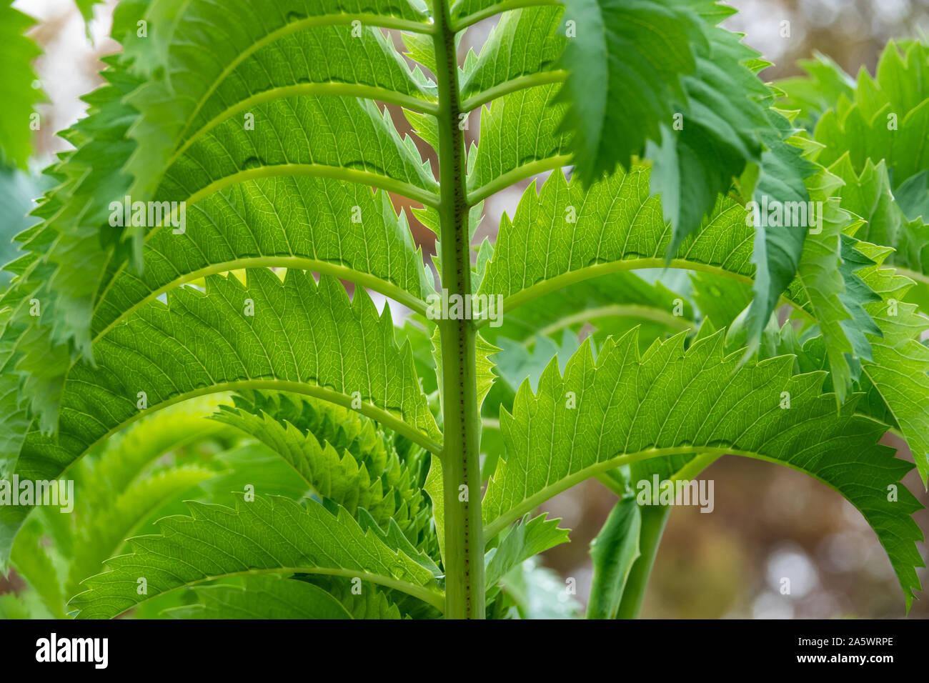 Giant Honey Flower Leaves Illuminated Stock Photo - Alamy