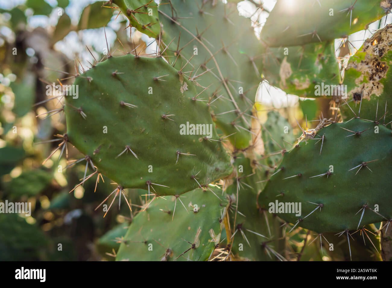 Flat cactus hi-res stock photography and images - Alamy